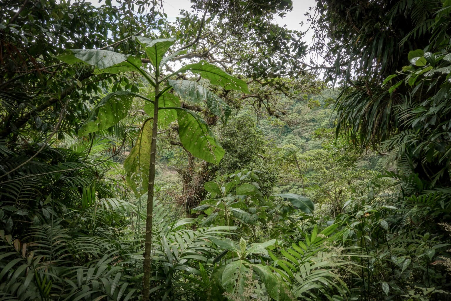 Mombacho Hike in Nicaragua: The Ultimate Guide