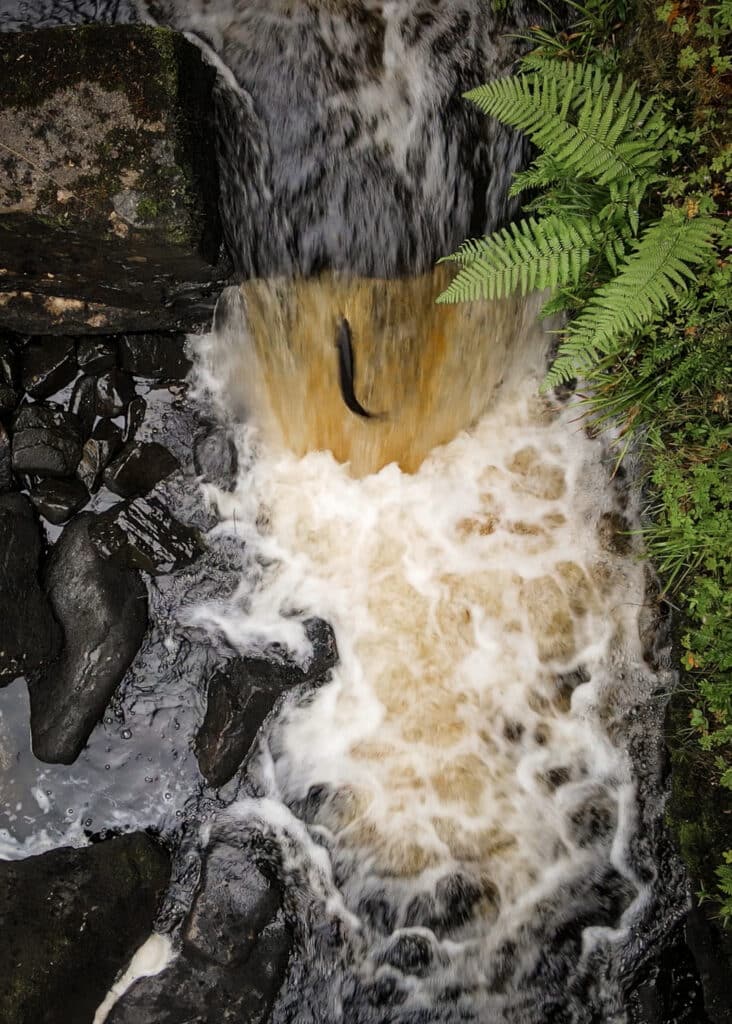 Rogie Falls – A Beautiful Waterfall on Scotland's NC500