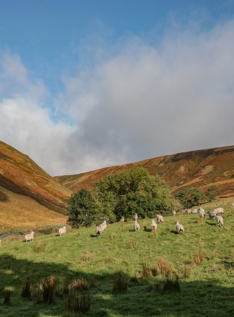 Trough of Bowland Walk: The Ultimate Guide