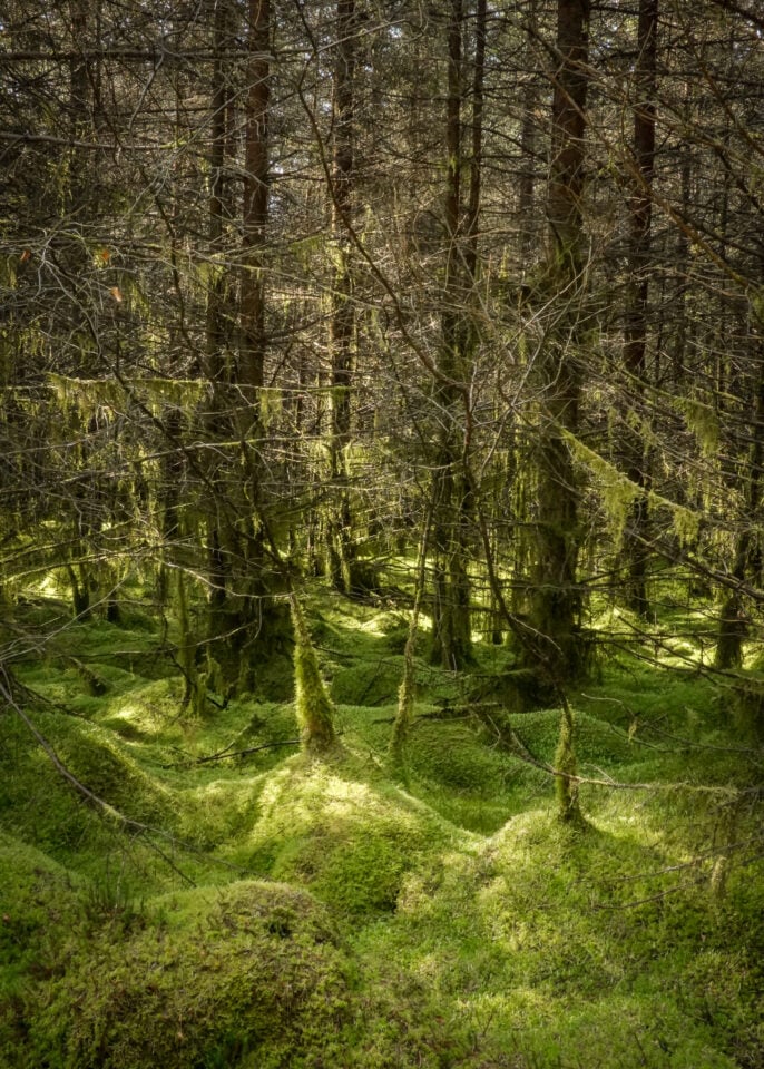 Gisburn Forest: The Ultimate Guide (MTB, Walks and the Waterfall)