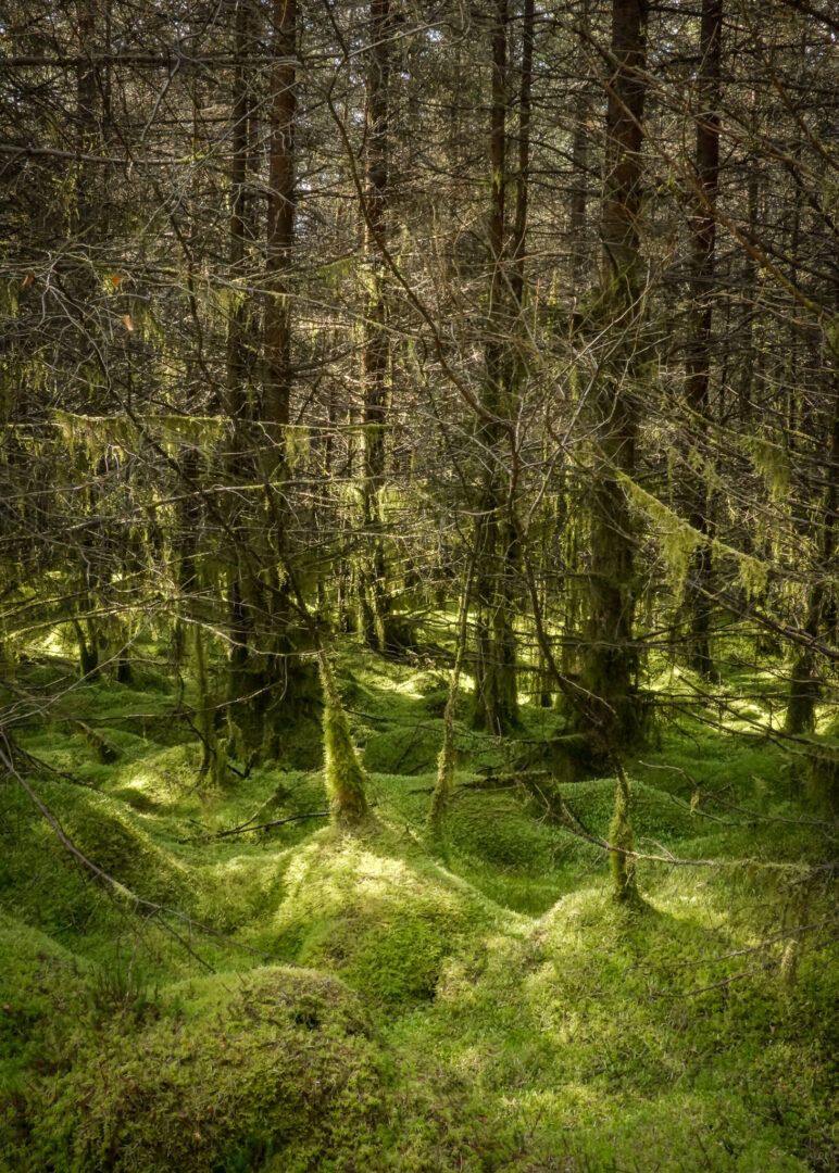 Forest of Bowland Guide: 25 Awesome Things to Do (2023)