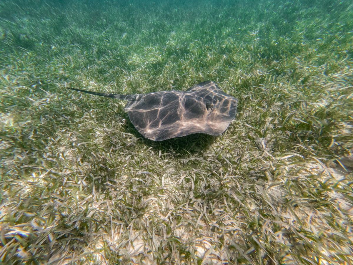 Shark Ray Alley Belize: Swim With Sharks in Belize!