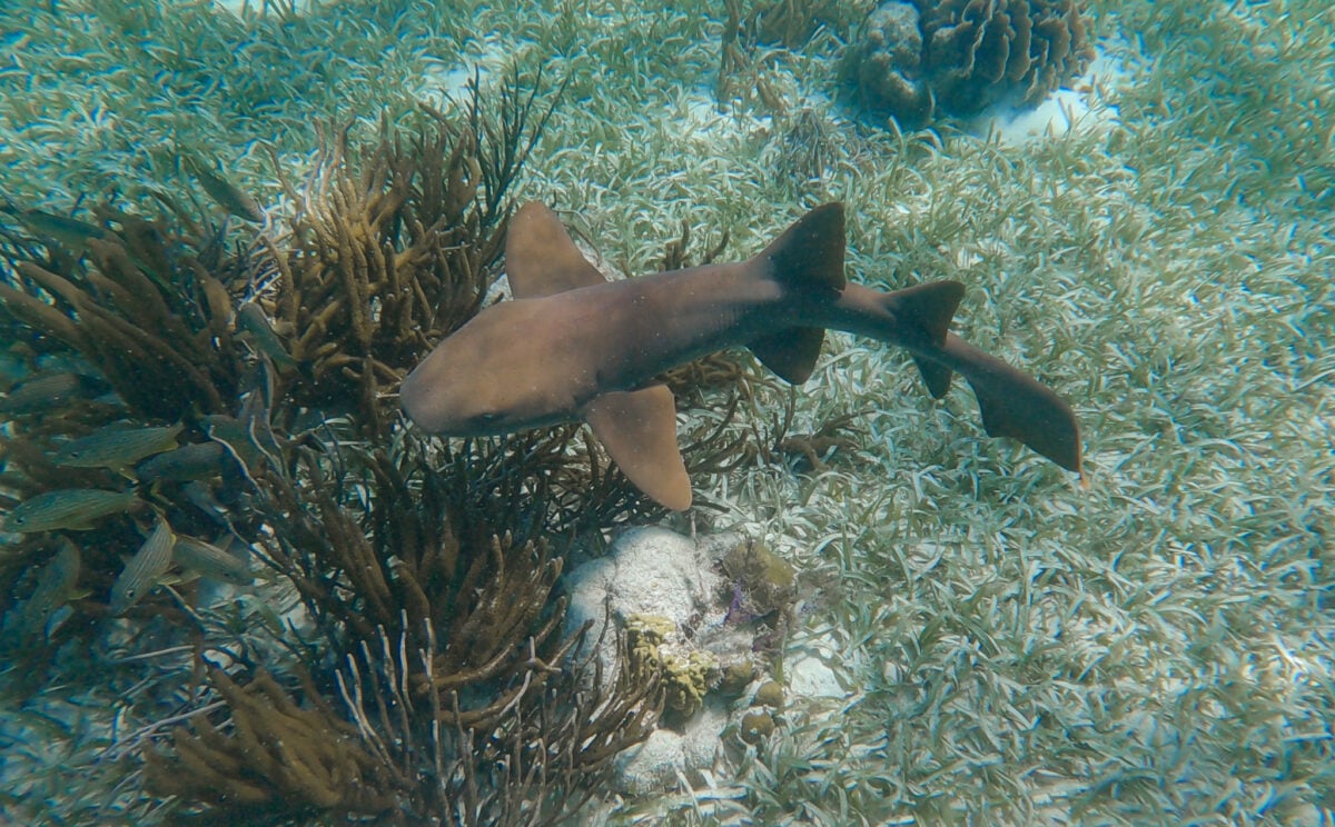 Belize Snorkeling: The TOP 16 Snorkeling Spots in Belize