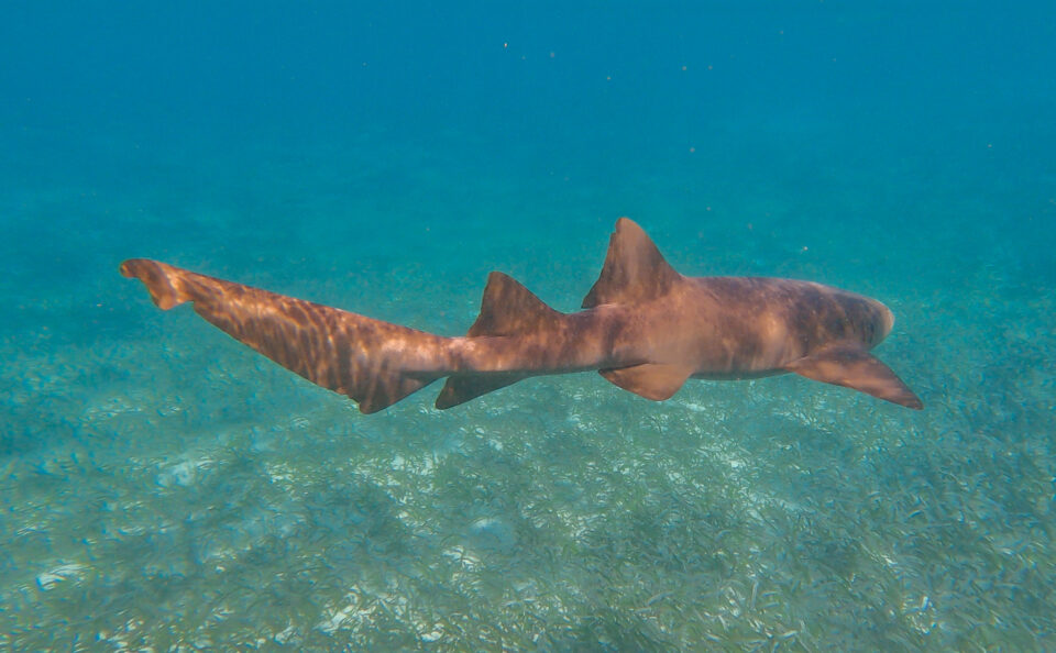 Shark Ray Alley Belize: Swim With Sharks in Belize!