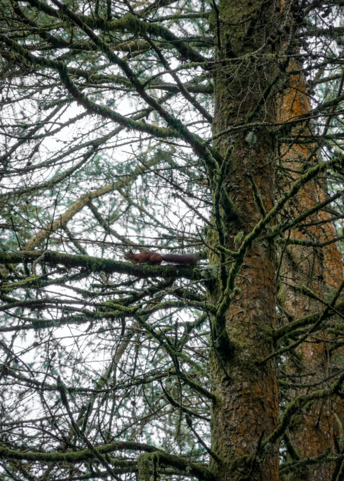Yorkshire Red Squirrels: The Snaizeholme Red Squirrel Trail