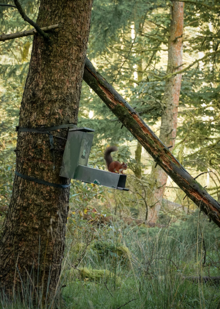 Yorkshire Red Squirrels: The Snaizeholme Red Squirrel Trail