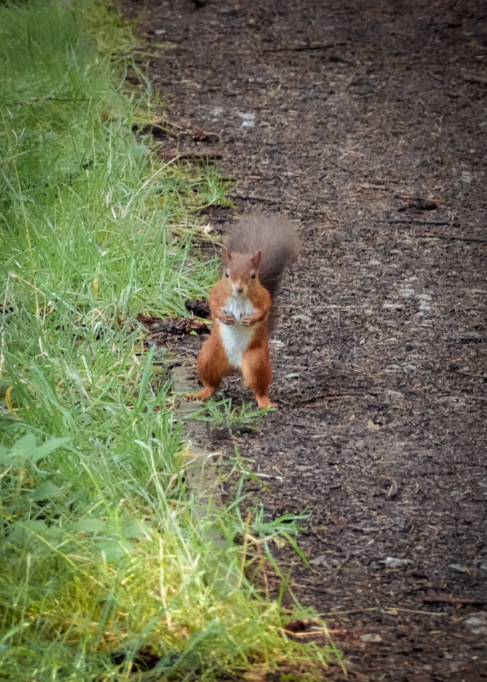 Yorkshire Red Squirrels: The Snaizeholme Red Squirrel Trail