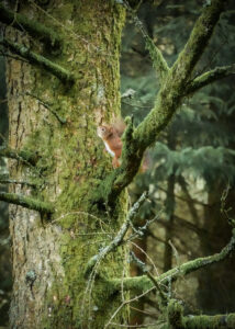 Yorkshire Red Squirrels: The Snaizeholme Red Squirrel Trail