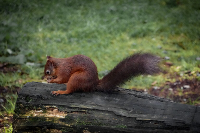 Yorkshire Red Squirrels: The Snaizeholme Red Squirrel Trail