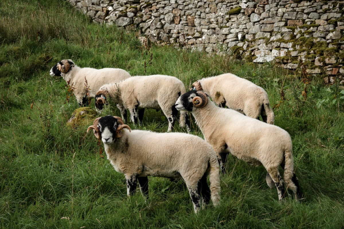 Askrigg Waterfalls Walk: Mill Gill Force and Whitfield Gill Force