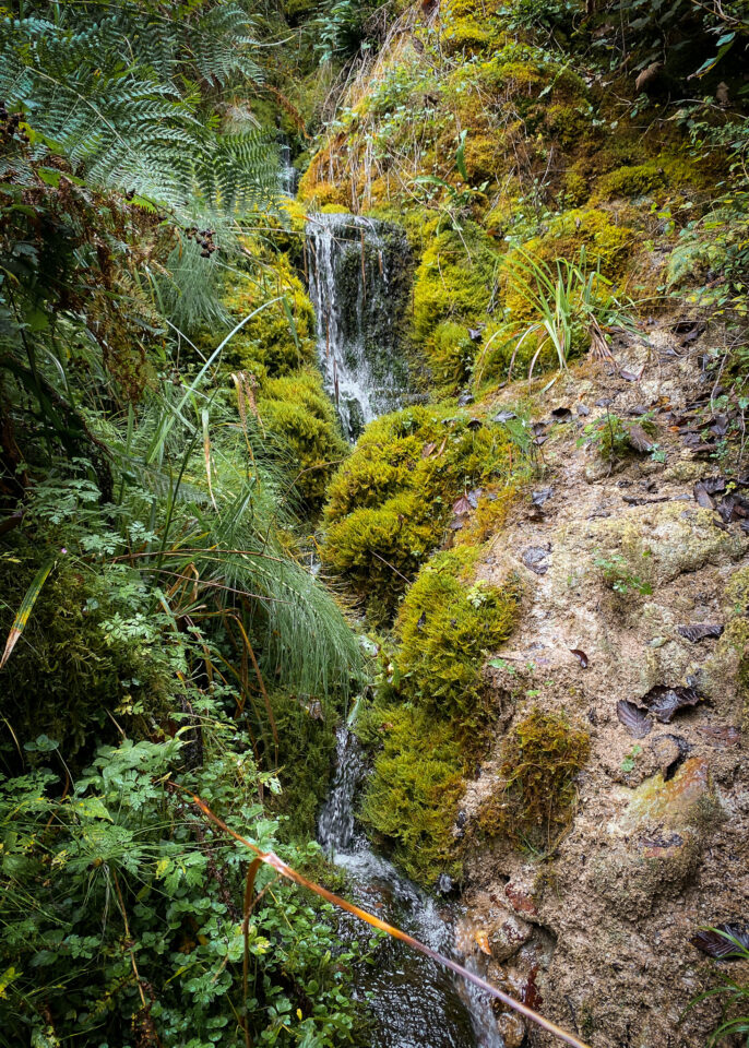 Hackfall Woods: Everything You Need to Know About Visiting