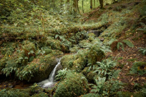 Hackfall Woods: Everything You Need to Know About Visiting