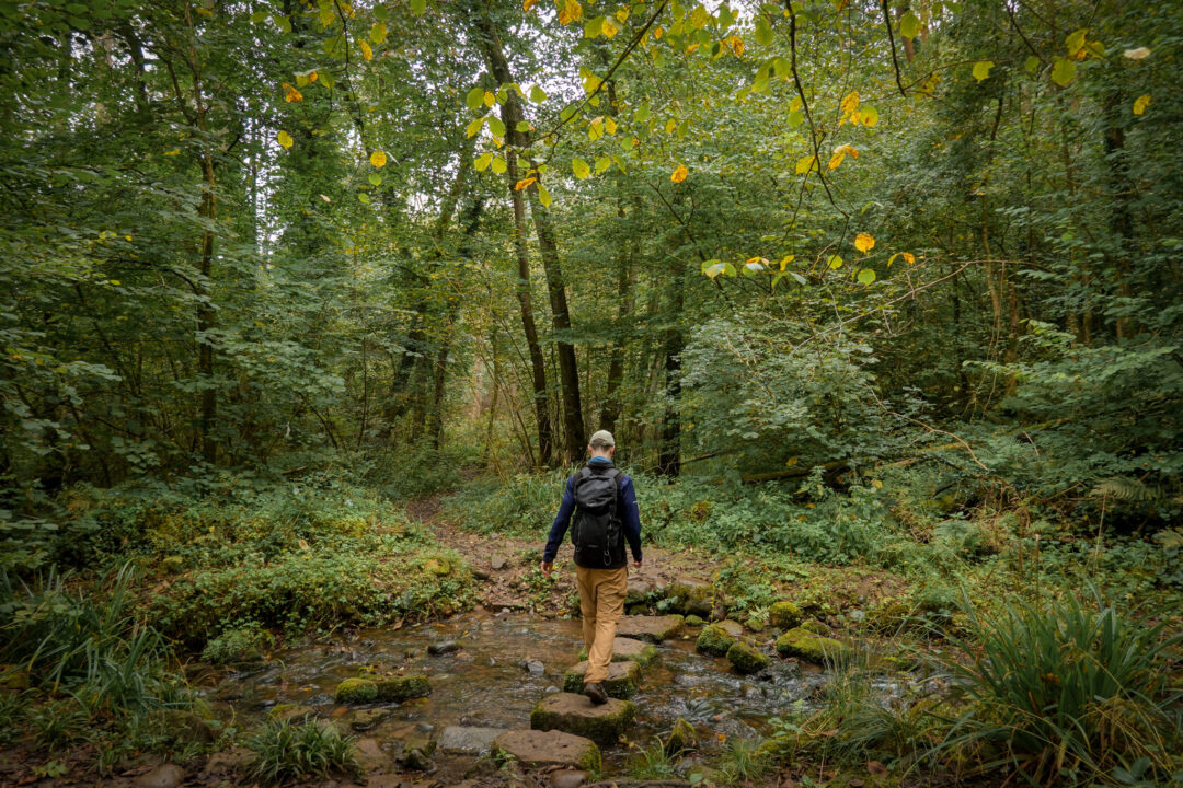 Hackfall Woods: Everything You Need to Know About Visiting