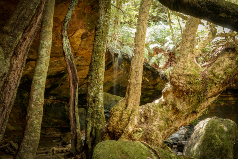 Fitzroy Falls Guide: Discover 3 Walks, 4 Waterfalls & 14 Lookouts