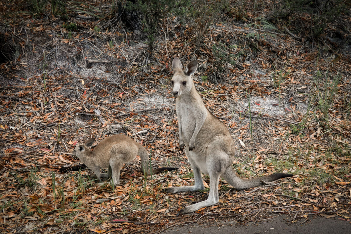 Booderee National Park: 12 Must-See Attractions