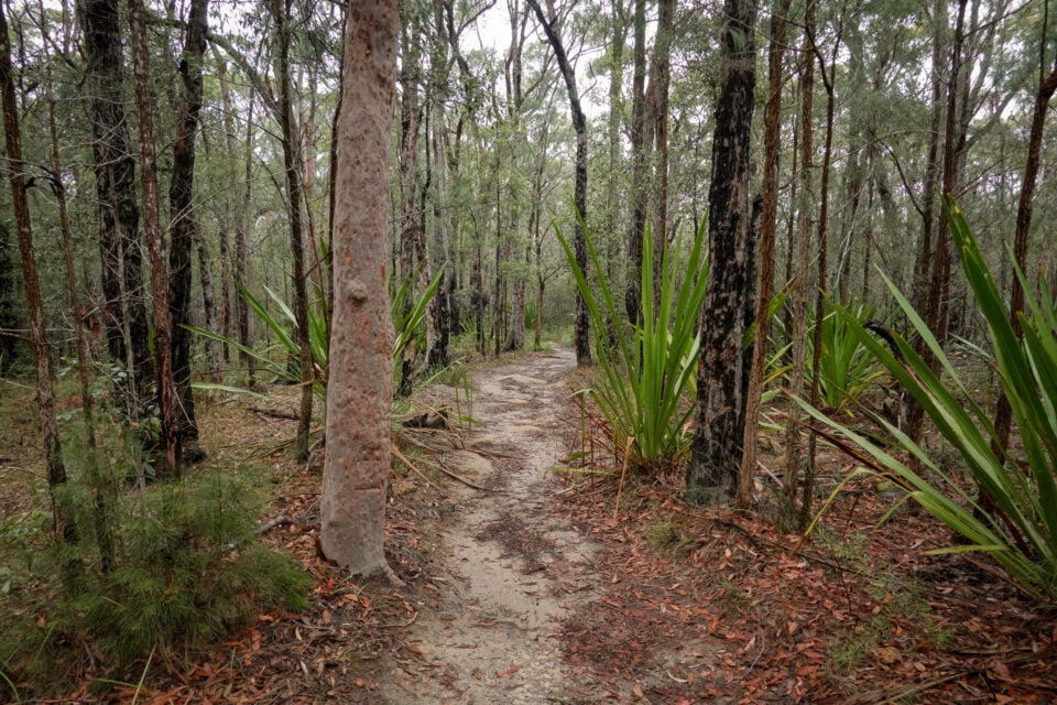 Karloo Pools & Karloo Walking Track: 17 Essential Things to Know