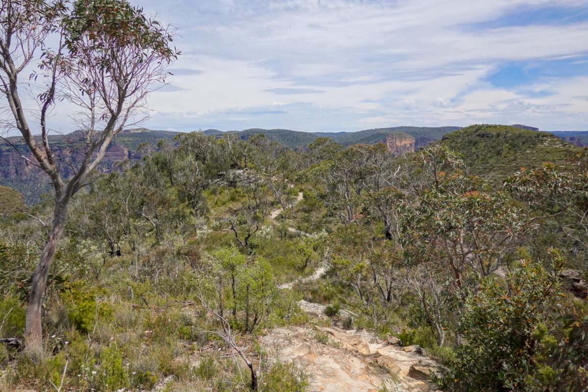 Walls Lookout, Blue Mountains: The Complete Walking Guide