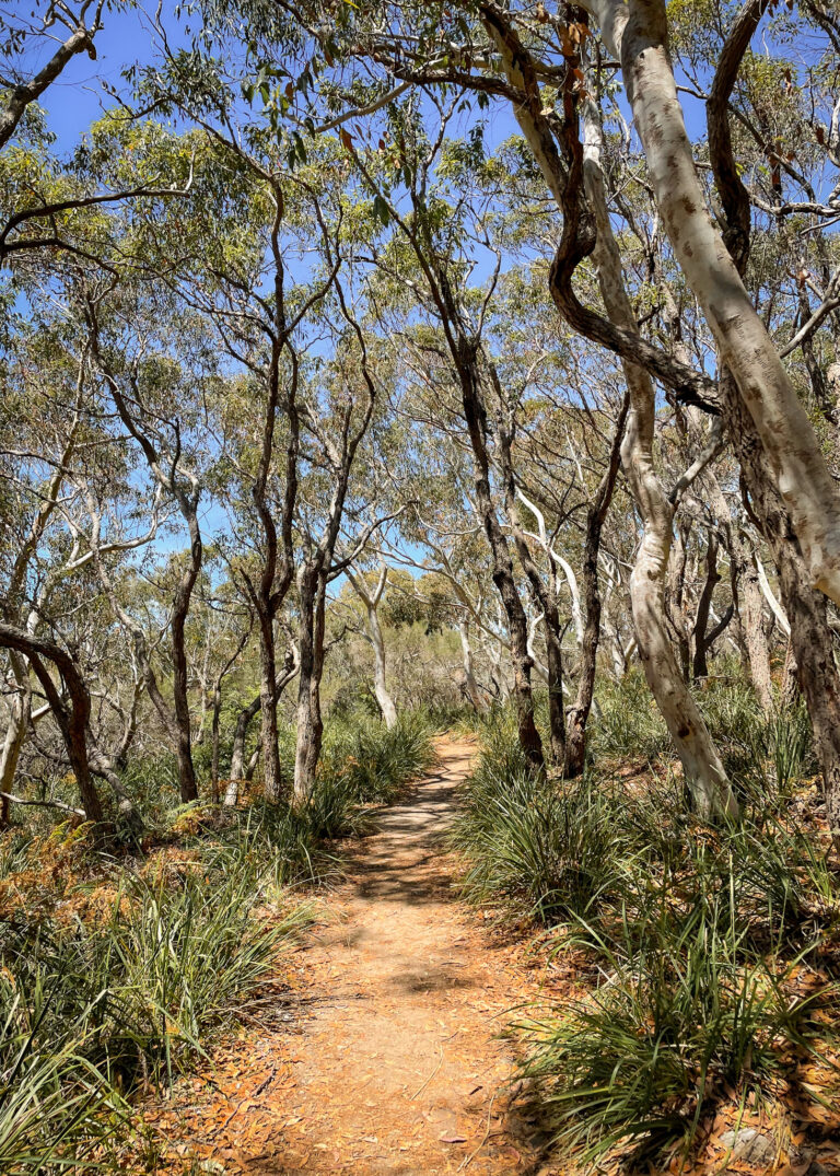 White Sands Walk: 3 Beautiful Trail Options To Explore Jervis Bay