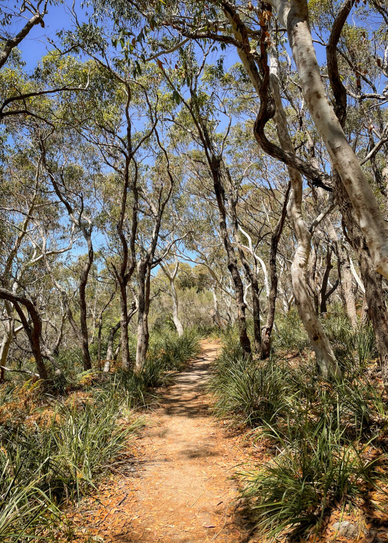 White Sands Walk: 3 Beautiful Trail Options To Explore Jervis Bay