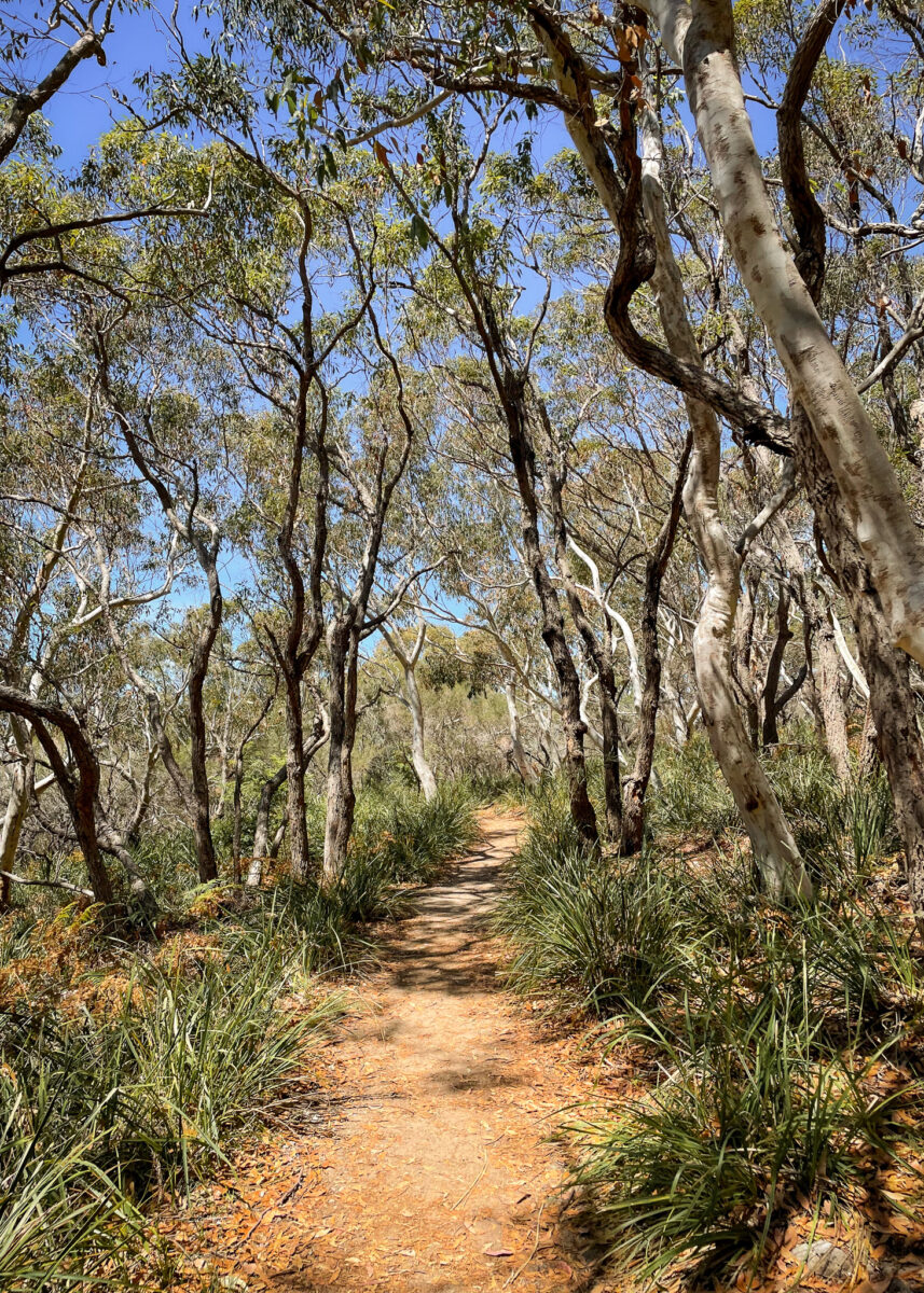 White Sands Walk: 3 Beautiful Trail Options To Explore Jervis Bay